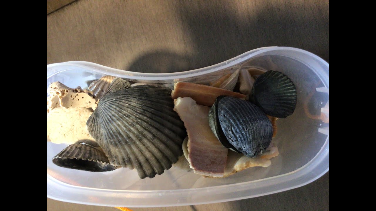 My seashells - YouTube
