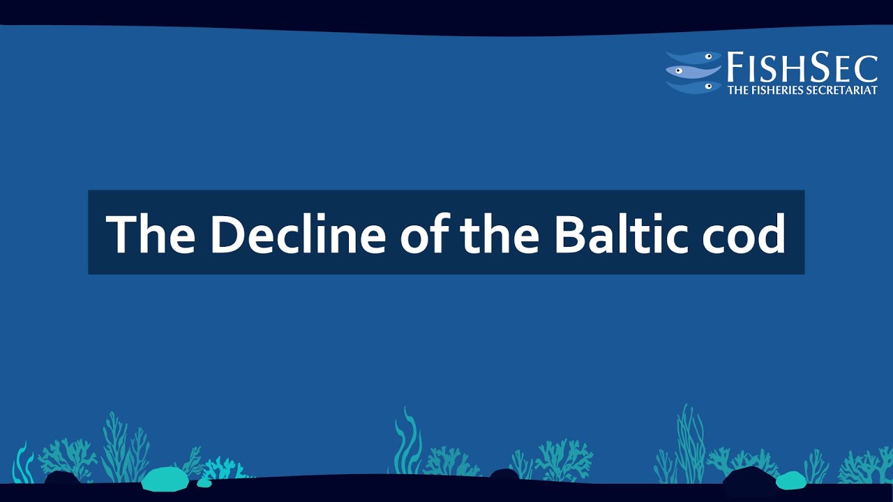 The situation for cod in the Baltic Sea - YouTube