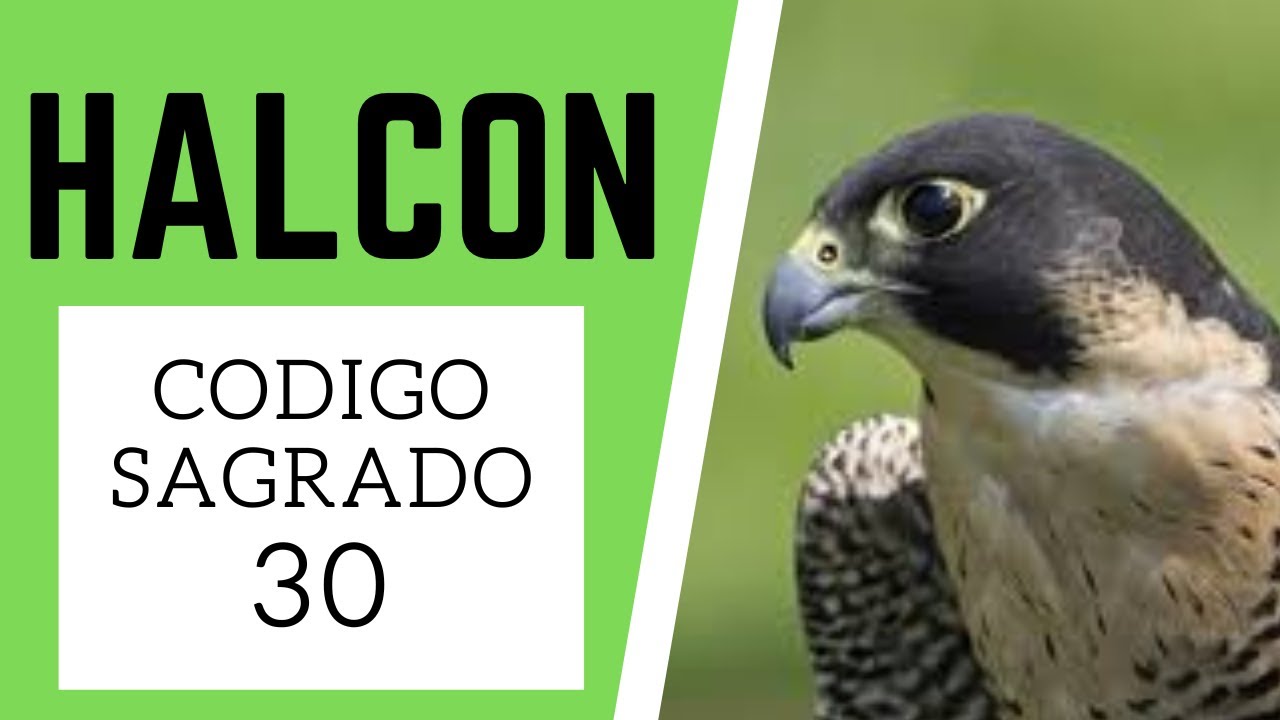 ☯🙏 Código Sagrado 30Animal de Poder HALCON (totem) 🙏☯ - YouTube