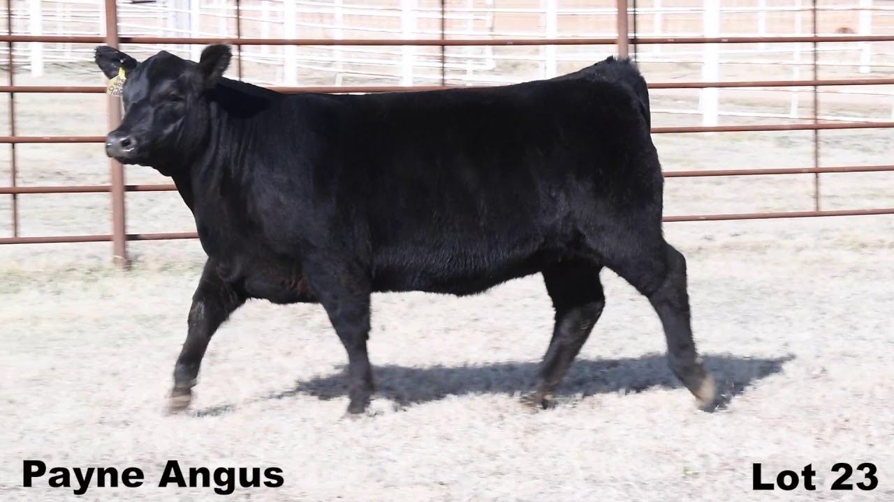 Payne Angus Lot 23 - YouTube