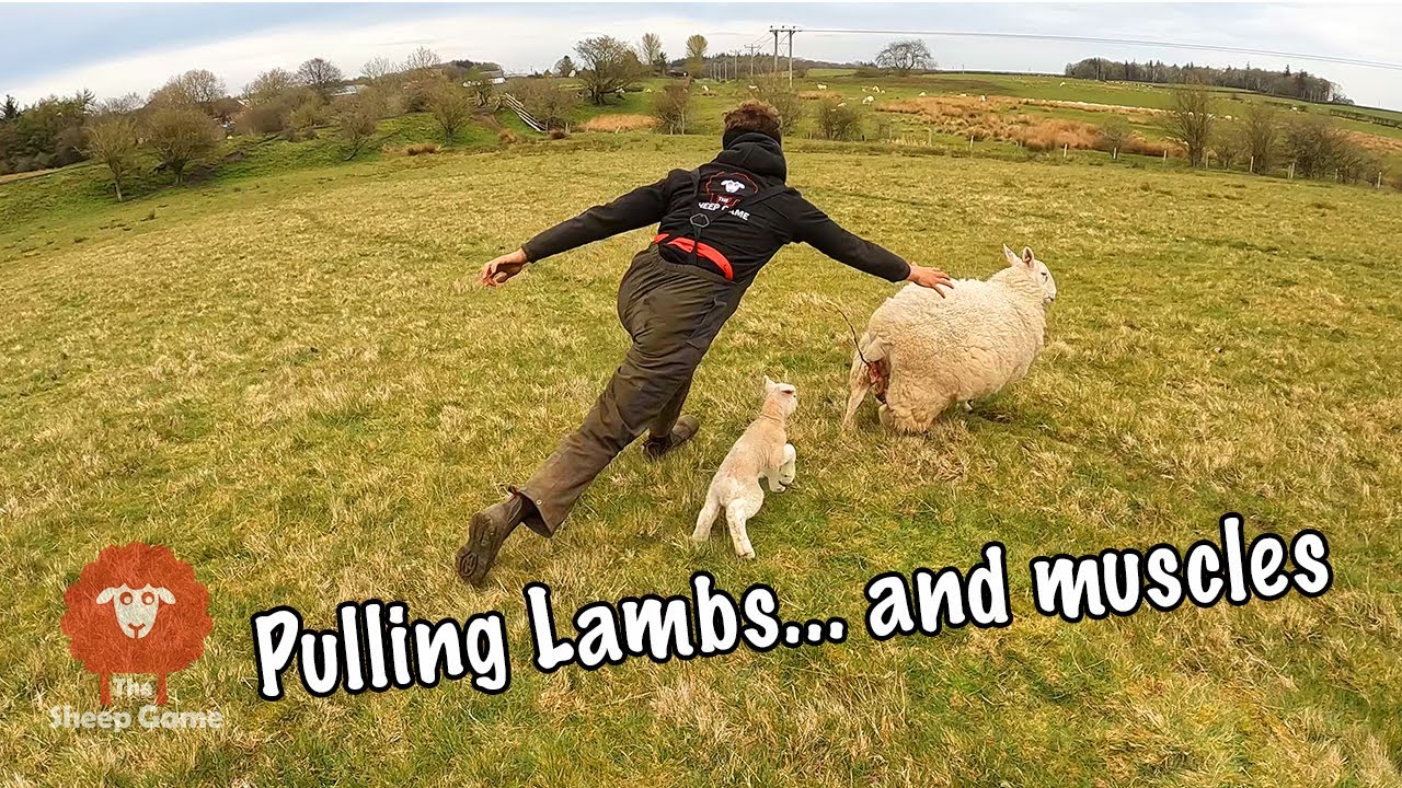 I SPEND MY DAY CATCHING SHEEP THAT NEED HELP | Day 10 of Lambing 2022 ...