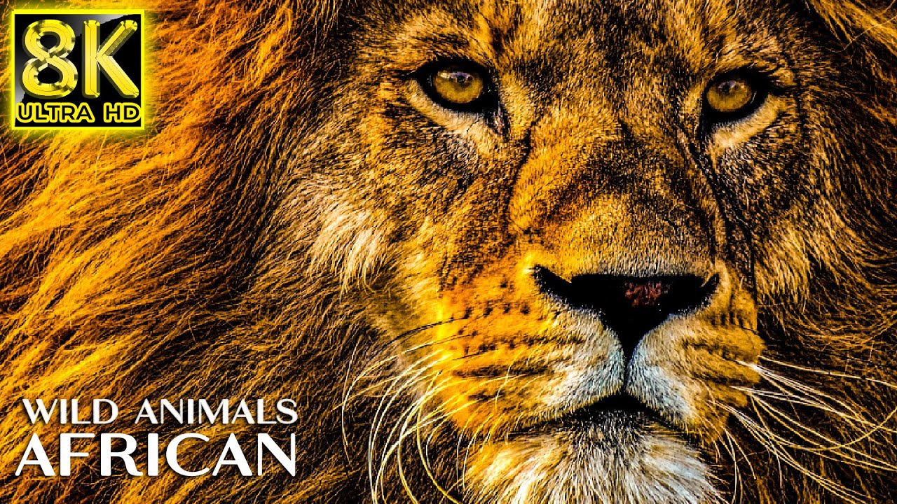 Majestic Wild Animals of AFRICAN 8K HDR 60FPS ULTRA HD - Animals The ...