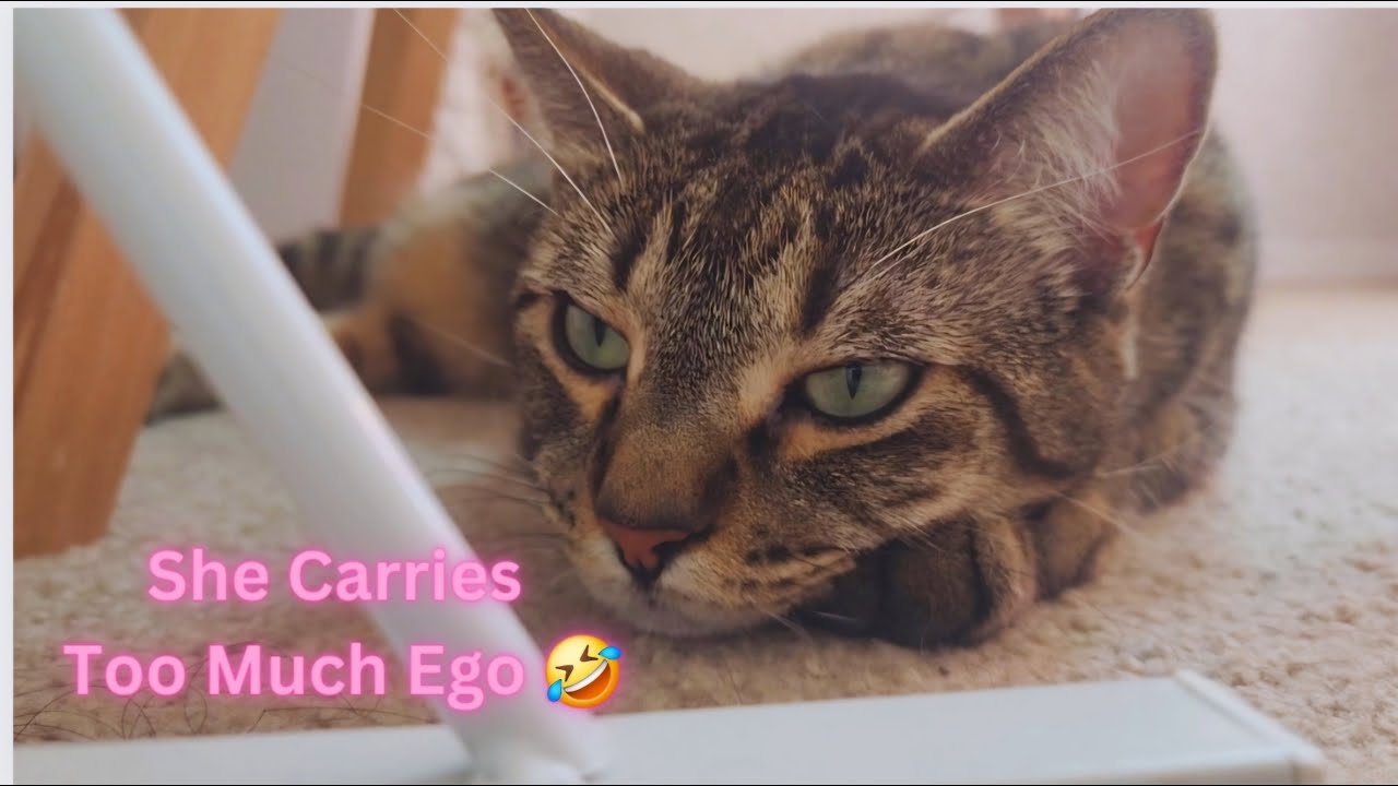My Cats Has an Ego Issues 🤣 Funny Cat Videos will Make you Laugh 😂 ...