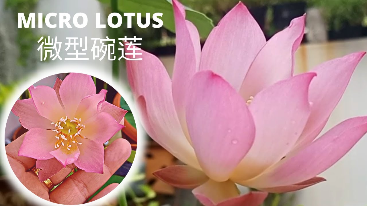 The Beauty Of Micro Lotus Blooming 微型碗莲绽放之美 - YouTube