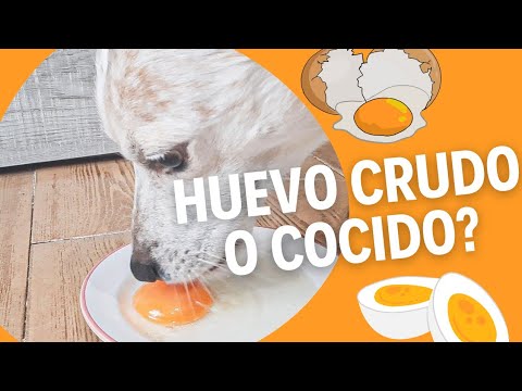 ¿Qué Huevo Elegirán Mis Perros? 🥚🐔/ Which Egg Will My Dogs Choose?🐔🥚 ...