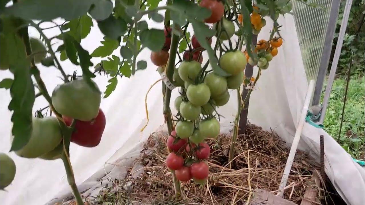 Микадо сибирико. Литл Пинки. Волшебная Арфа. - YouTube