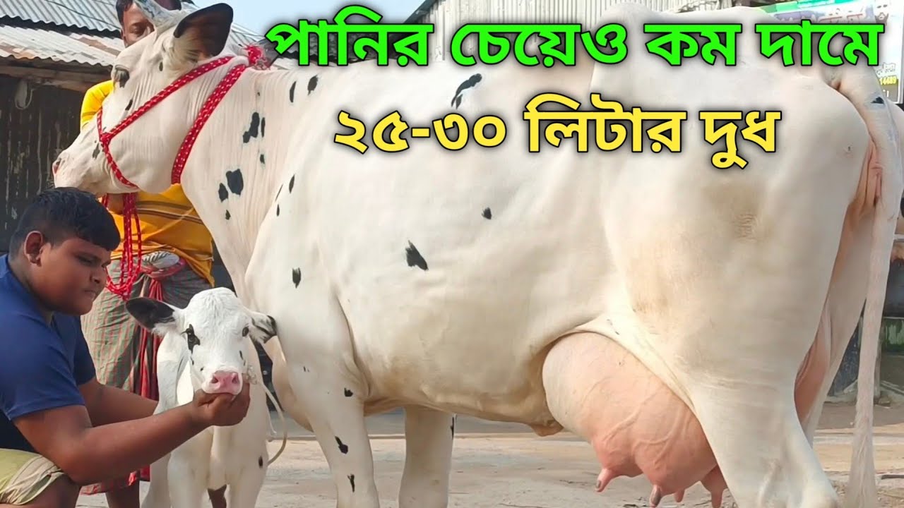 পানির চেয়েও কম দামে ২৫-৩০ লিটারের বর্ডার ক্রস গাভী আজিবর কাকার পানির ...