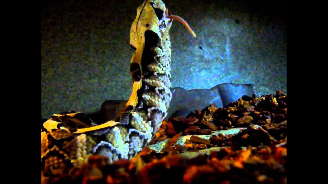 Gaboon Viper eating a Rat - YouTube