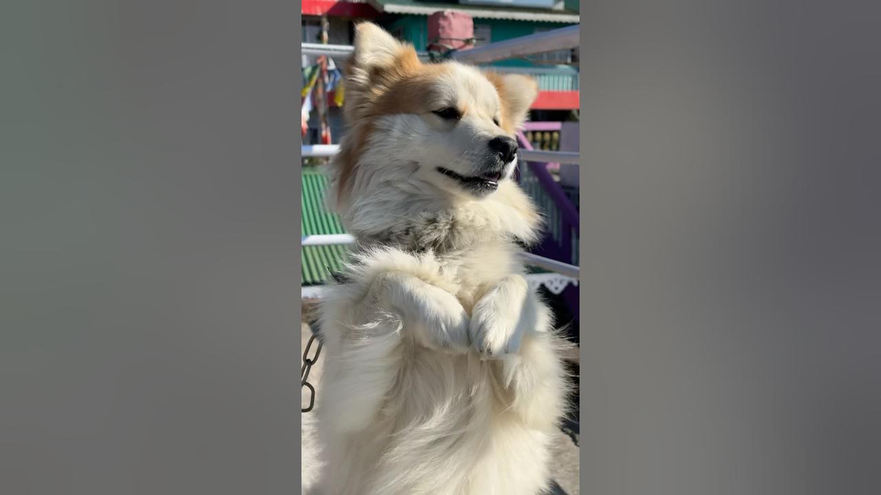 Dog APT / Dog Showing - YouTube