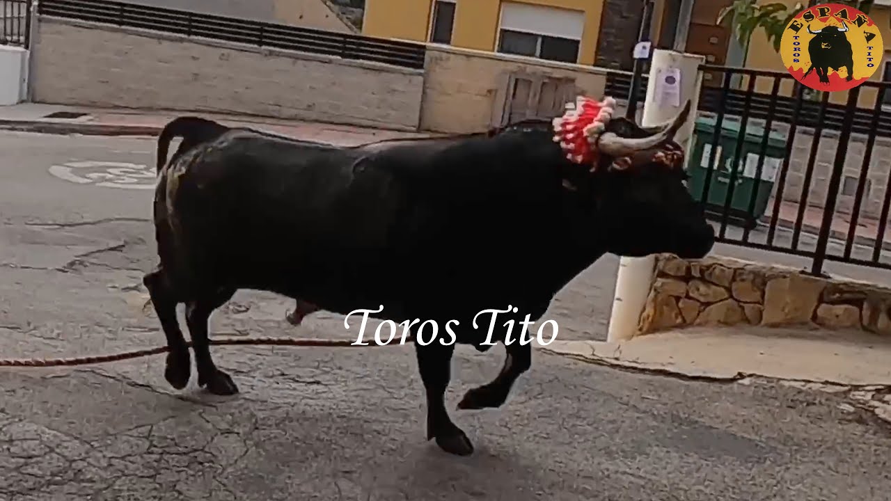 Godelleta toro en cuerda 24 sep. 2022 - YouTube