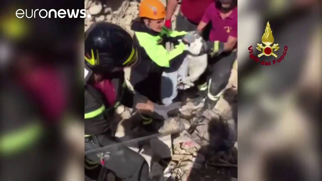 Two cats make the most of their nine lives by surviving the earthquake ...