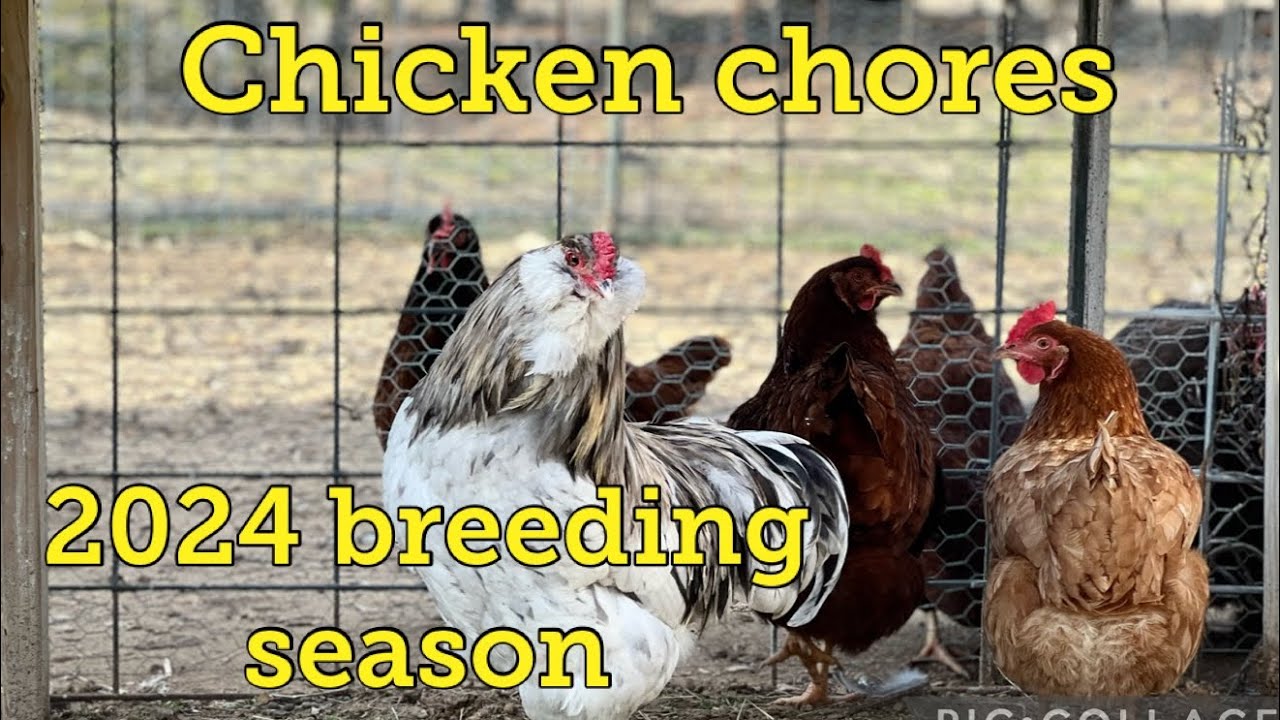 Chicken chores/ Rhode Island Red and light Brahma chickens in breeding ...