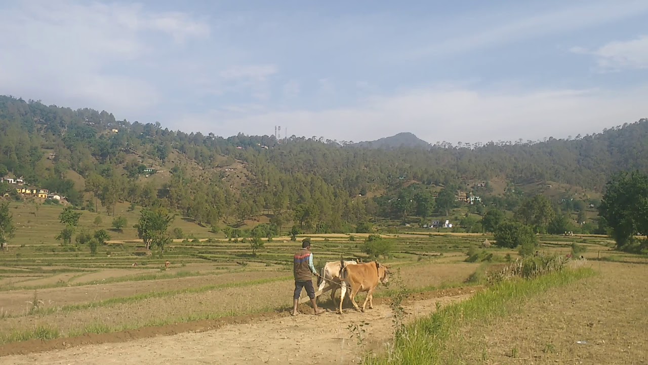 Traditional Farming olden days - YouTube