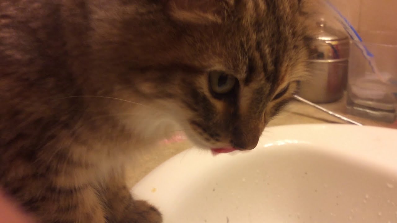 Pipi drinking her water from the sink - YouTube