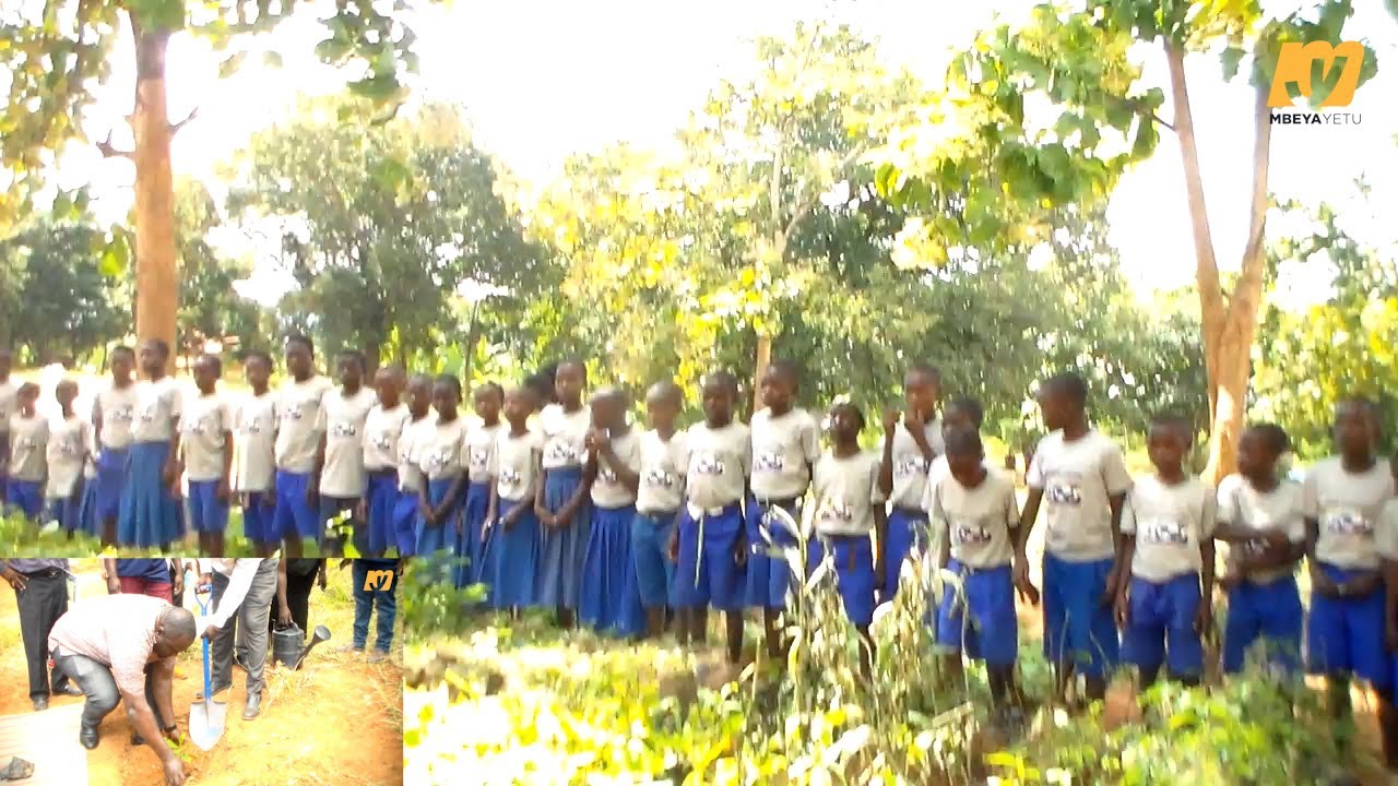 Klabu ya mazingira yazinduliwa Shule ya Msingi Sama Kyela - YouTube