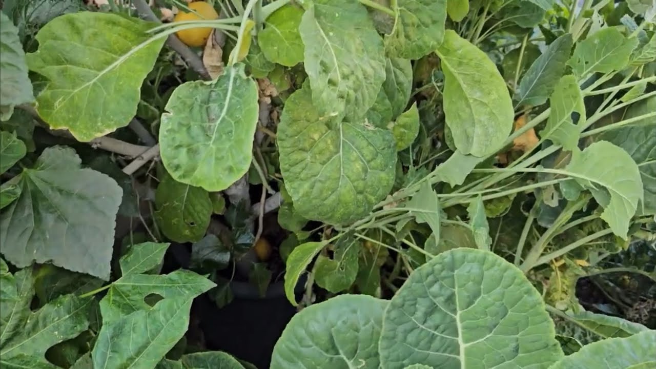How To Prune & Fertilize Bele, Aibika,Tonga Spinach Hiding Between Tree ...