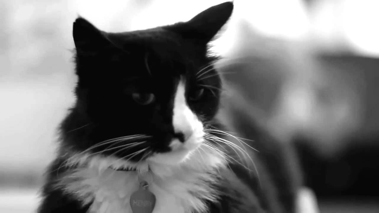 Henri the Cat - Henri 7 - The Cat is Sat - YouTube