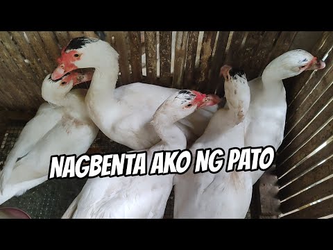 Nagbenta Ako Ng Pato | Buhay Natin Bilang Farmer | Maganda Kita Sa Pag Aalaga Ng Pato | Vitminpro