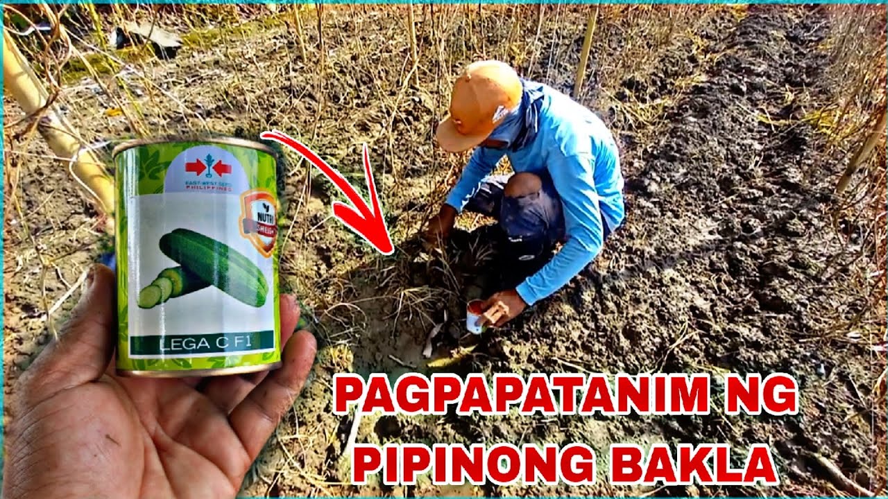 🔴PAG TANIM NG PIPINONG BAKLA||LEGA C F1 - YouTube