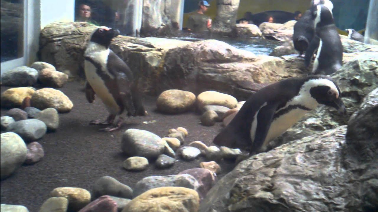 Projectile Pooping Penguin - YouTube