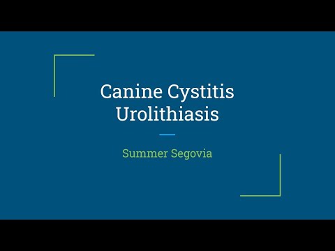 Canine cystitis urolithiasis - YouTube