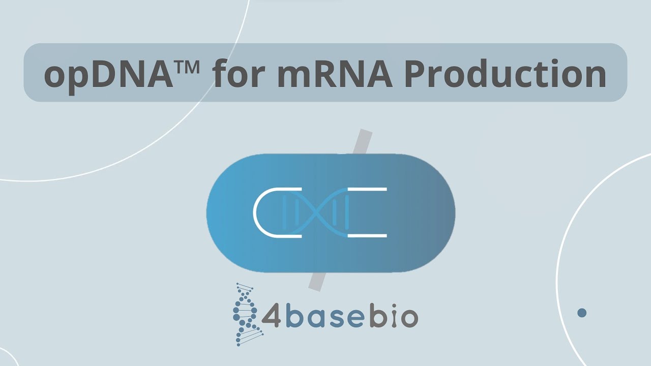4basebio DNA for in vitro mRNA Production - YouTube
