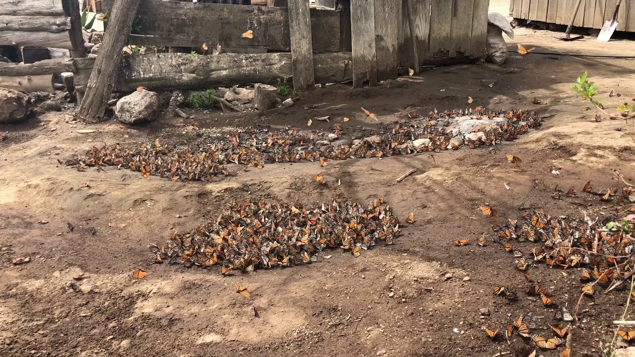 Monarch Butterflies Puddling - YouTube