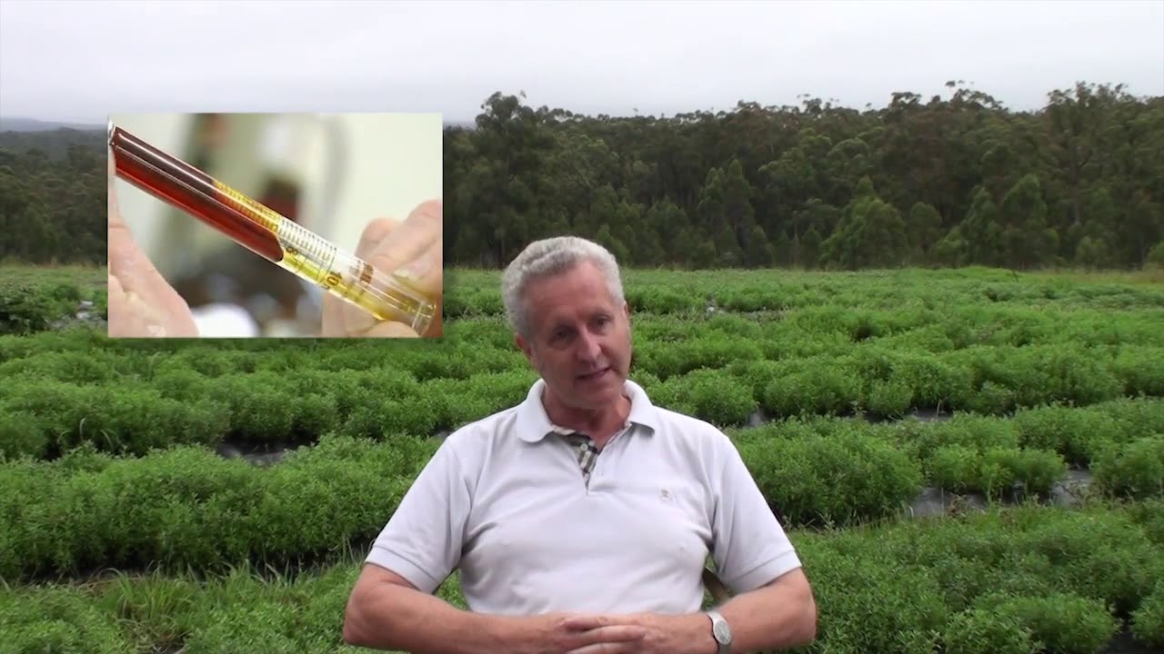 Bio Actives Export - Centipeda cunninghammi (Plantolin) Extract - YouTube
