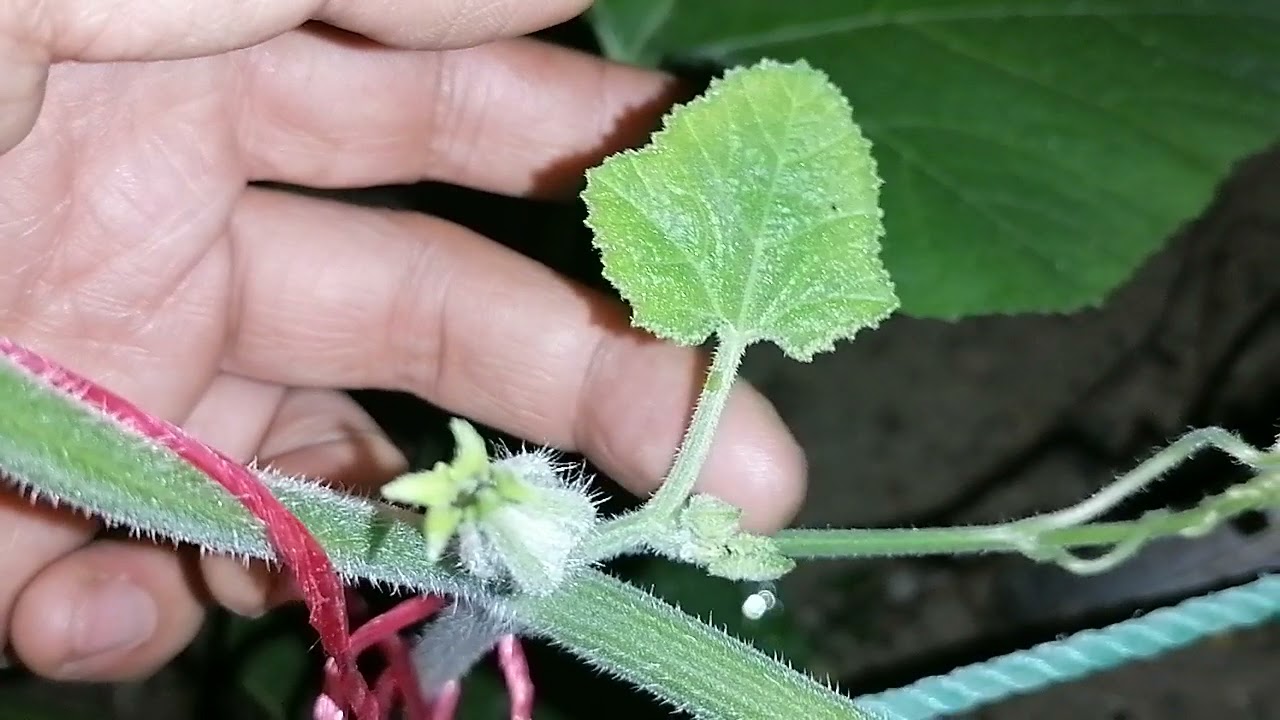 Day 37 - Squash Plantation Update in Abu Dhabi | SAS TV Official - YouTube