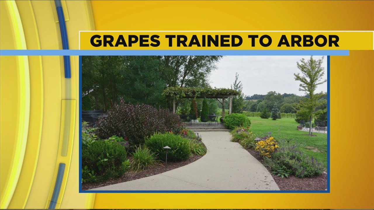 Iowa State University Fruit Specialist - YouTube