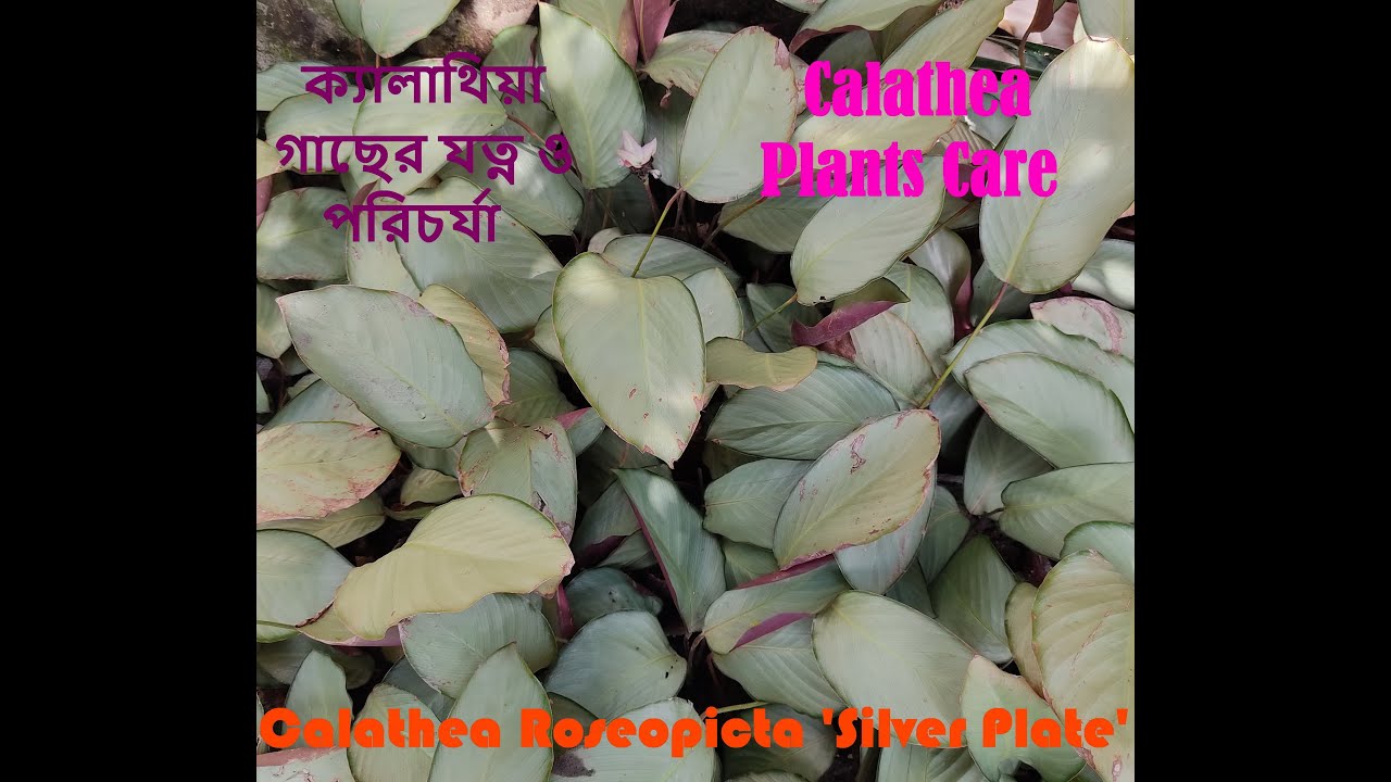 Calathea Roseopicta "Silver Plate"। Calathea Plants Care। ক্যালাথিয়া ...
