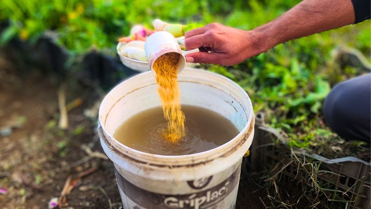 This Simple Bucket Hack Can Double Your Plant’s Growth! - YouTube