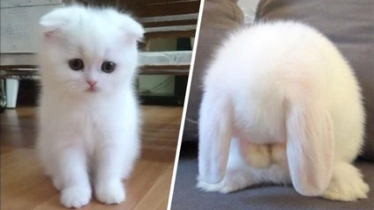 Baby cats-Cute and funny cat videos compilation l ADNAZ PETS - YouTube