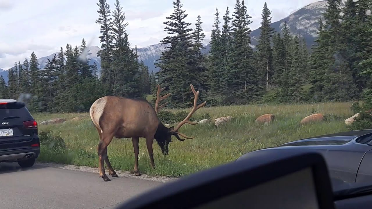 Elk On the Road - YouTube