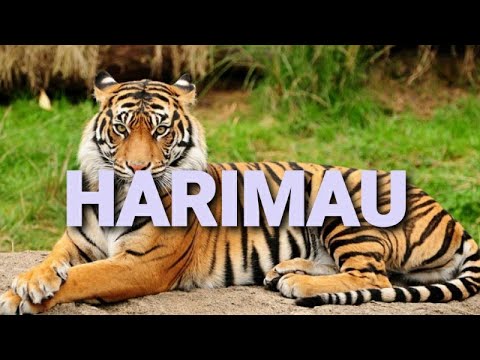 Harimau, Suara Harimau Mengaum, Suara Binatang Buas | Suara Hewan Asli ...
