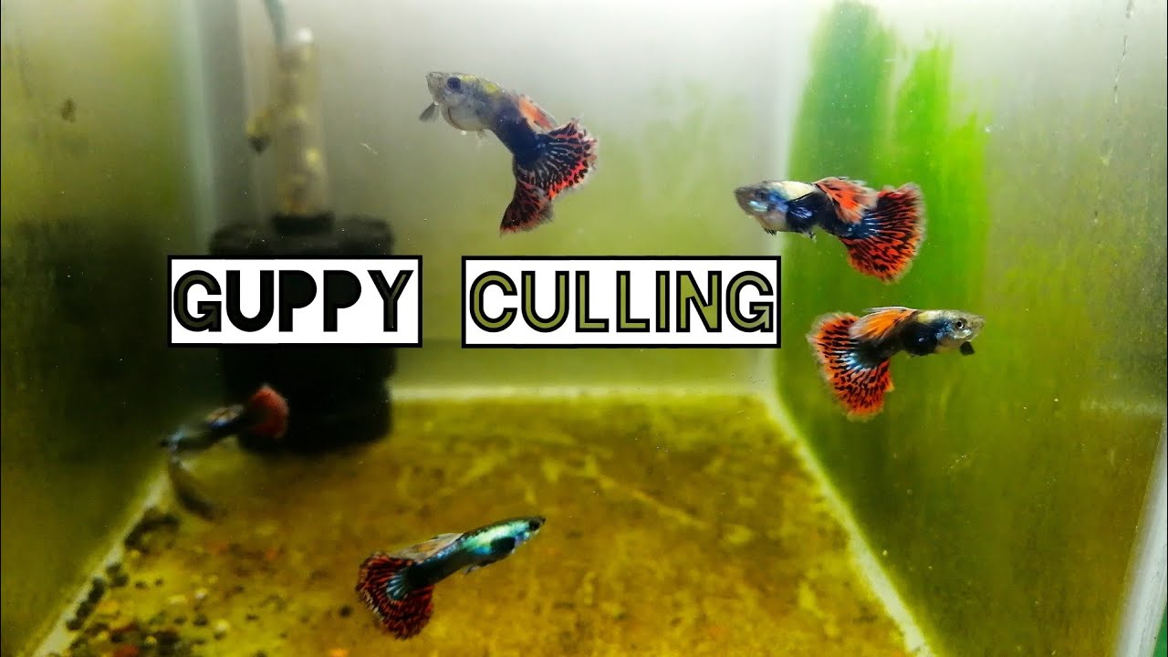 Collecting & Culling Guppy from Outdoor Tub Setup part 1 - YouTube