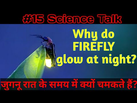 #15 Science Talk | Why do FIREFLY glow at night? - YouTube