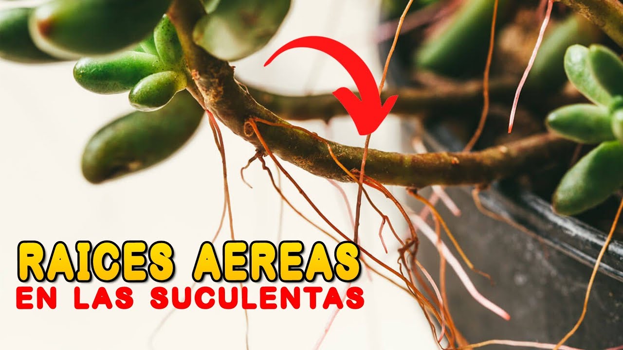 Raices aéreas en las suculentas, por que salen. - YouTube