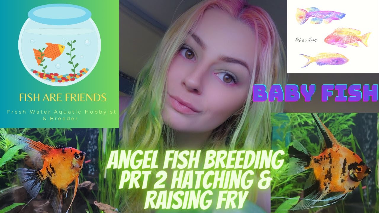 Angelfish Breeding Part 2 & 3 Hatching and Raising Angelfish Fry ...