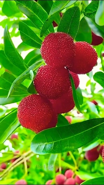 Chinese farmer Hybrids fruit 🍑🍑🍒🍅#dragonfruit 🍓 #fruitcarvingorange # ...