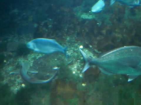 Deep Sea Fish Tank @ Exploris Aquarium, Portaferry - YouTube
