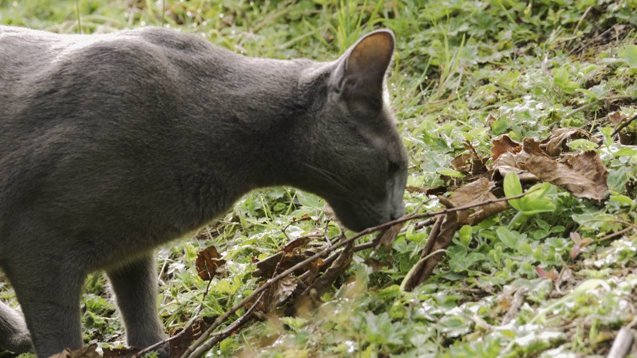 Wild Russian Blue - YouTube