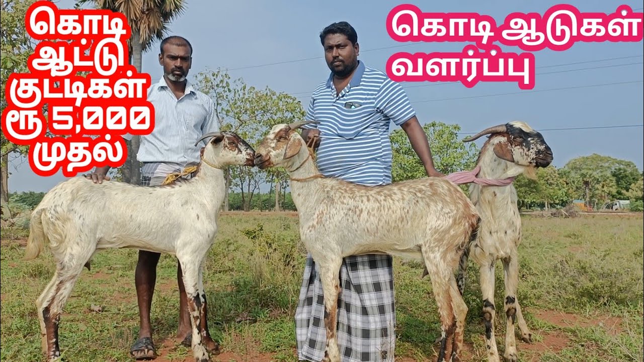 Big size kodi goats in tuticorin | big size goats | big country goats ...