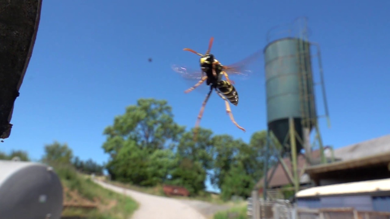 Paper wasps in flight. Feldwespen im Flug - YouTube