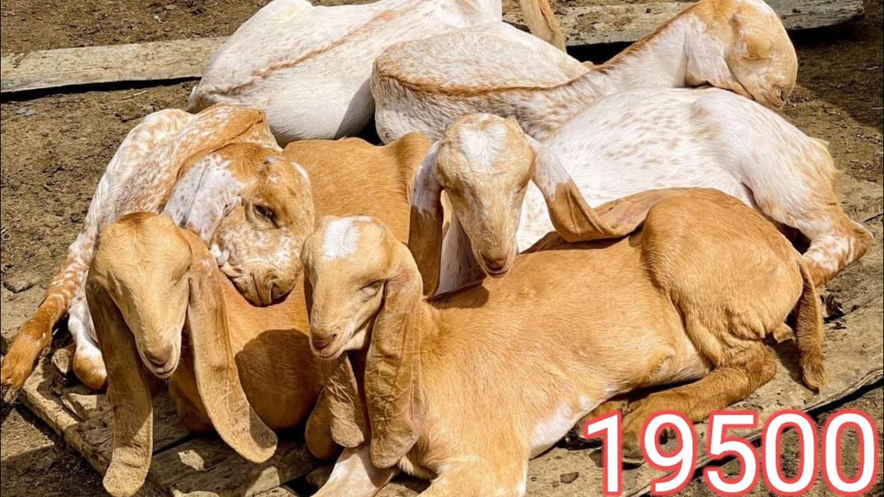 Pure Makhi Cheeni Bakria 03106778181🤳👈 Farhan Goat Farm - YouTube