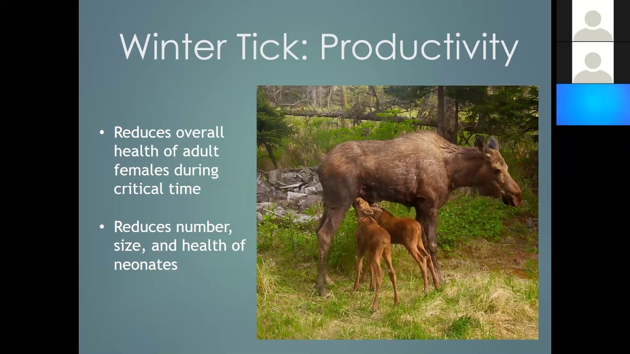 Jacob Debow: Effects of Winter Ticks & Internal Parasites on Moose ...