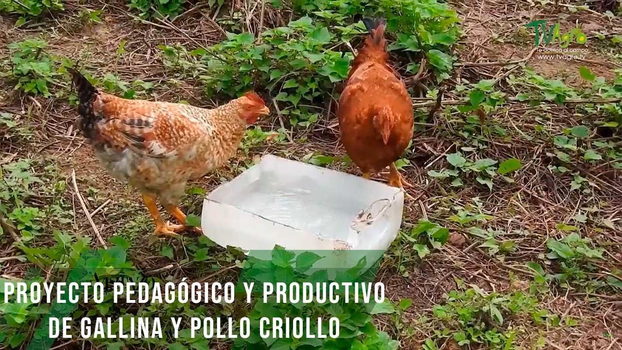 Proyecto pedagógico y productivo de gallina y pollo criollo - TvAgro ...