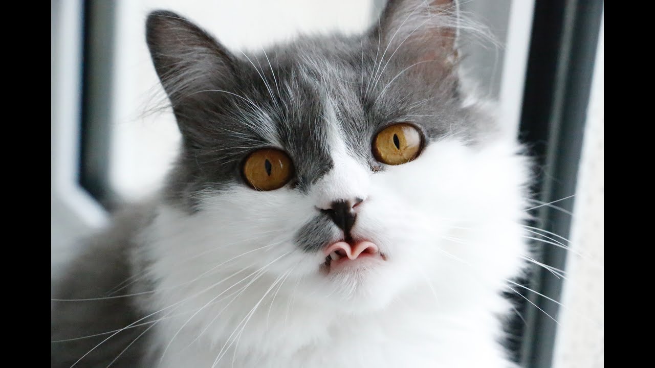 How to Take Care of a Chartreux Cat. - YouTube