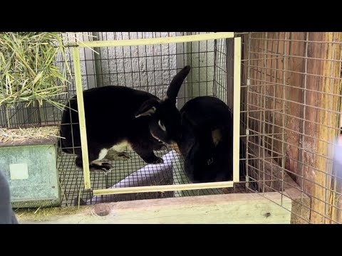 Homesteading: My Introduction to Raising Meat Rabbits - YouTube