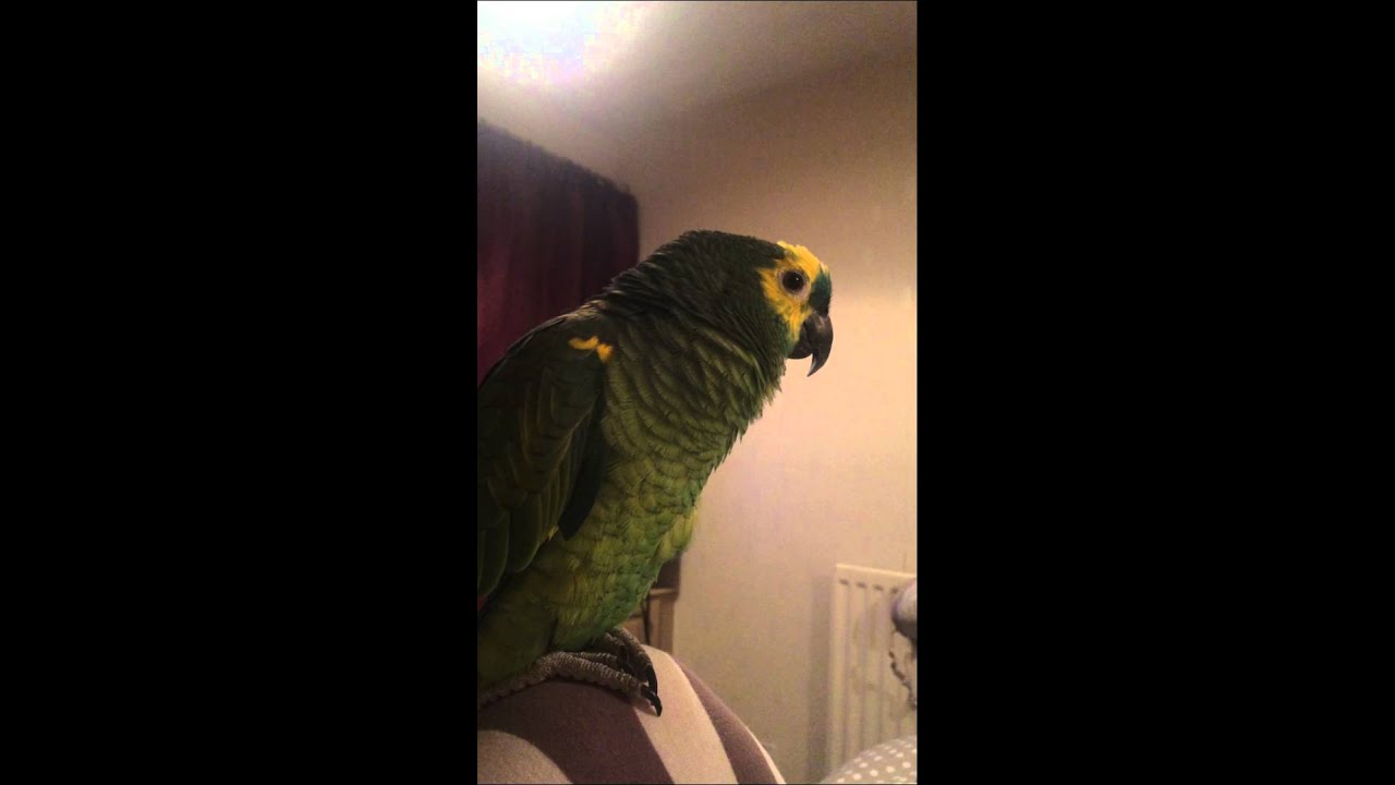 Amazon parrot coco rapping - YouTube